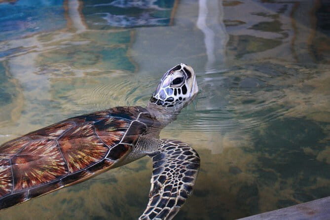 Tuk Tuk Rent In Sri Lanka - Who Will Love This Experience?