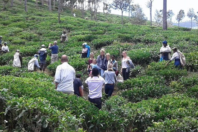 Tuk Tuk safari and Picnic in The Tea Plantation from Ella,Haputale & Bandarawela - Authenticity and Quality of the Experience