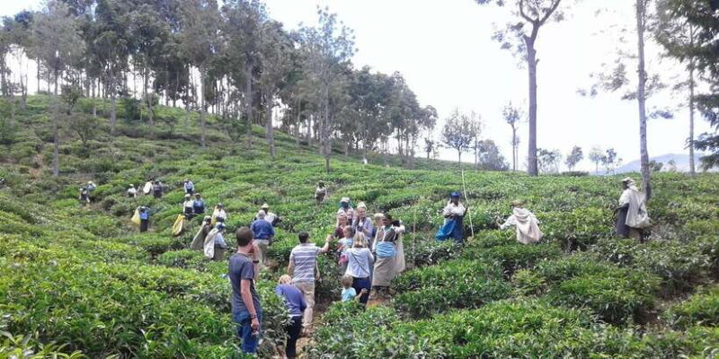 Tuk-Tuk Safari Liptons seat,Tea Fields Hike,TeaFactory Tour - FAQs