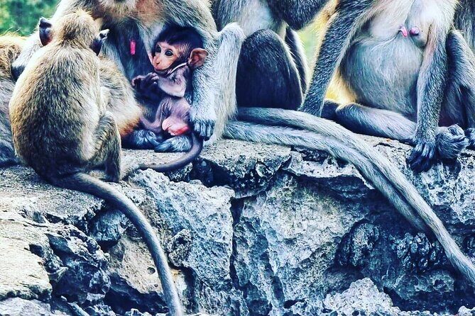 Tuk Tuk Tour (Full-Day) - Setting the Scene: What the Tour Includes