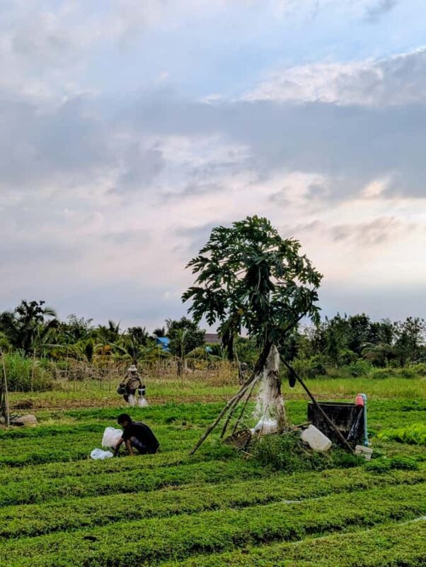 Tuktuk Tour: Visit Pepper Farm, Salt Field & Secret Lake - Practical Details and Considerations