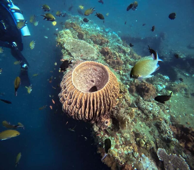 Tulamben Liberty Wreck 3 dives daytrip from South Bali - Frequently Asked Questions