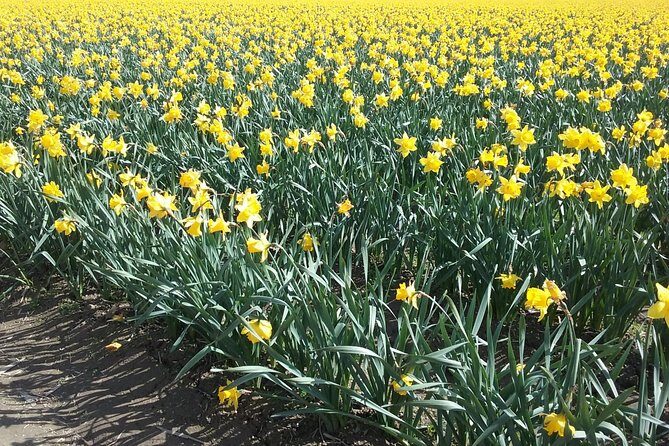 Tulip Festival and Skagit Valley Tour - Final Words