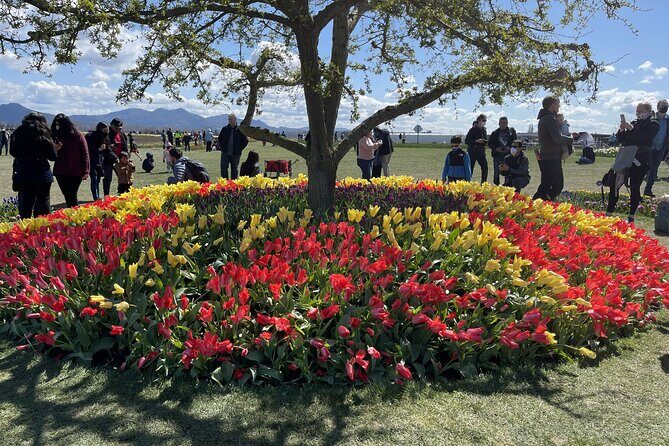 Tulip Festival in Skagit Valley Tour from Seattle - The Transport and Guide Experience