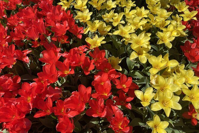 Tulip Festival in Skagit Valley Tour from Seattle - The Value for the Price