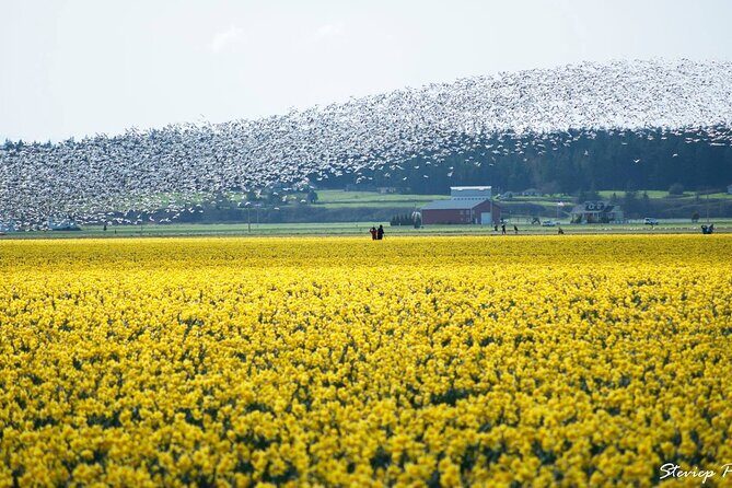 TULIP Festival @ Skagit Valley, La Conner & Deception Pass in SUV - Who Will Love This Tour?
