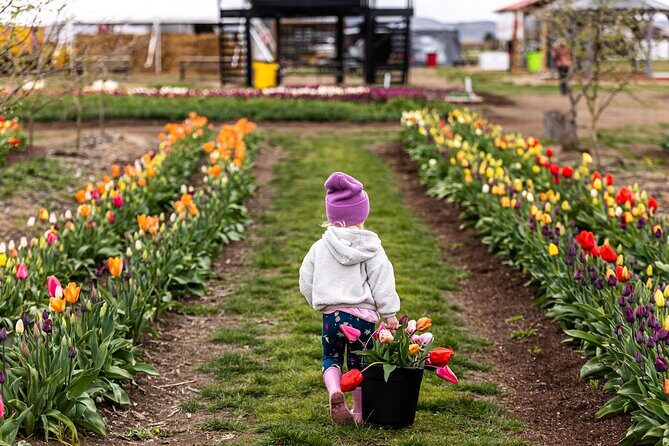 Tulip Valley Farms U Pick Experience - Exploring the Tulip Valley Farms U Pick Experience