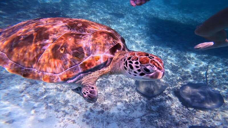 Tulum: 2-Hour Snorkeling in Two Spots of Tulum's Reef - An Introduction to Tulum’s Reef Snorkeling Tour