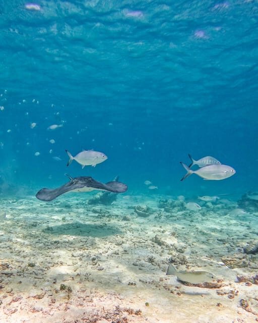 Tulum: 2-Hour Snorkeling in Two Spots of Tulum's Reef - What the Reviews Say