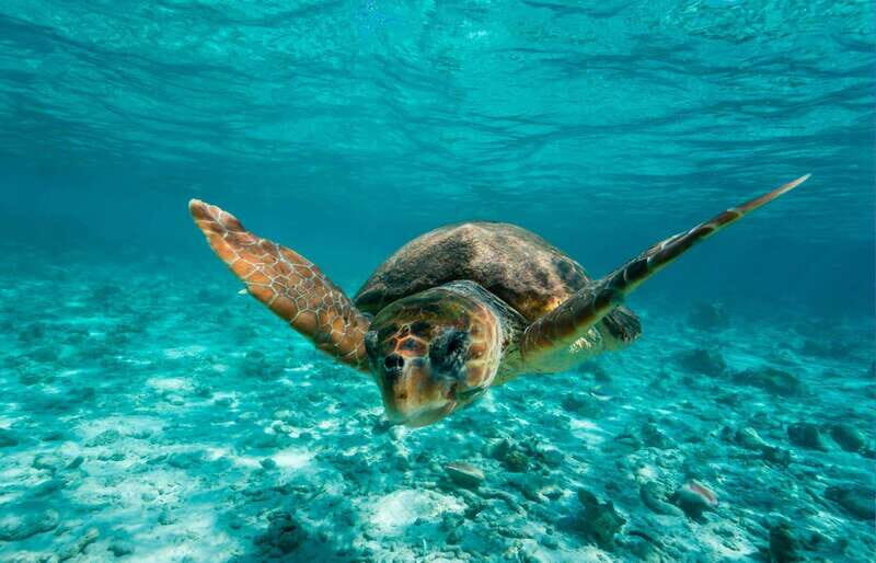 Tulum: 2 spot Reef Snorkel 1 hour 30 minutes - Key Points