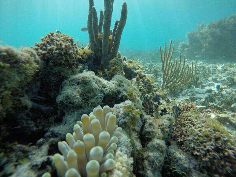 Tulum: 2 spot Reef Snorkel 1 hour 30 minutes - Getting to Know the Experience