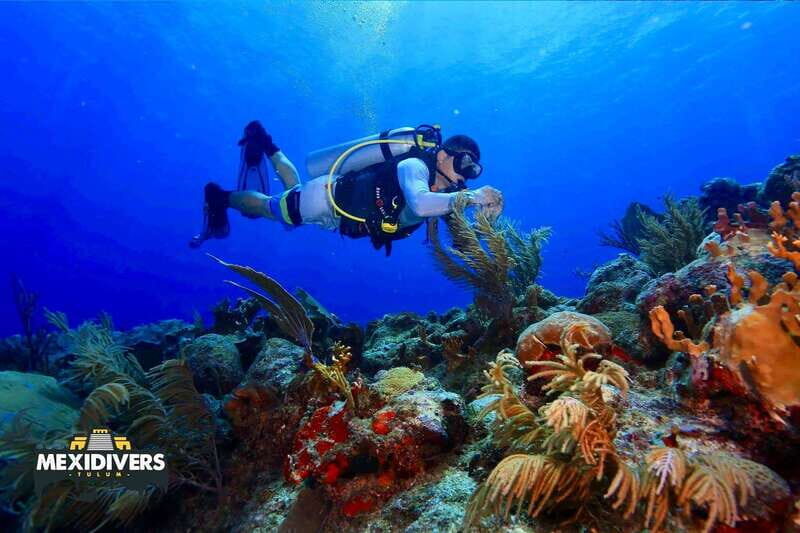 Tulum: 2 Tank Reef Diving - What’s Included and What’s Not