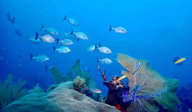 Tulum: 2 Tank Reef Diving - Authentic Marine Encounter