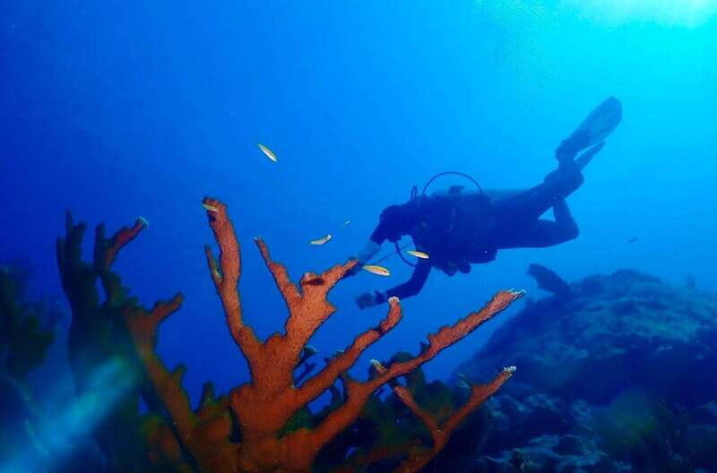 Tulum: 2 Tank Reef Diving - Who Will Benefit Most?