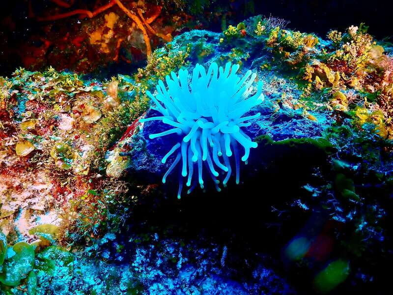 Tulum: 2 Tank Reef Diving - The Sum Up: Why This Reef Diving Tour Works