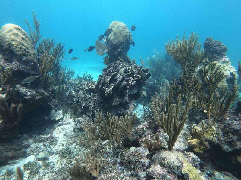 Tulum: 3 hour Snorkel & sailing experience - An In-Depth Look at the Experience