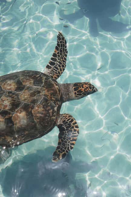 Tulum, 4 Cenotes, Playa del Carmen - Introduction: An Action-Packed Day in Quintana Roo