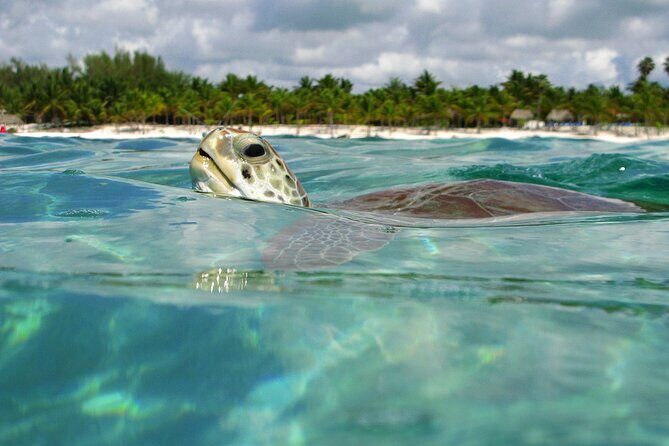 Tulum Adventure Ruins & swim in Akumal Beach & Cenote from Cancun - Who Will Love This Tour?