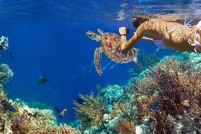 Tulum Area Experiences Guided Snorkeling Tour - Casa Cenote + Ocean Reef & Lunch - Cost and Value: Is It Worth It?