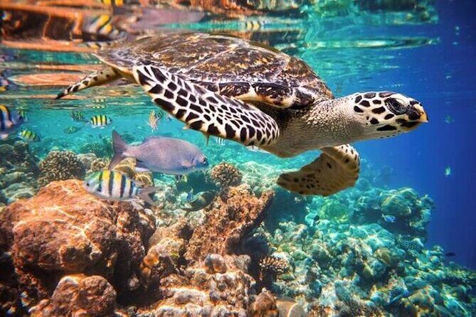 Tulum Area Experiences Guided Snorkeling Tour - Casa Cenote + Ocean Reef & Lunch - Who Will Love This Tour?