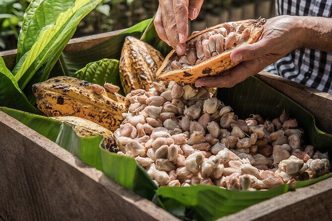 Tulum: Chocolate & Honey Sanctuary Experience with Cenote - Is It Worth It?
