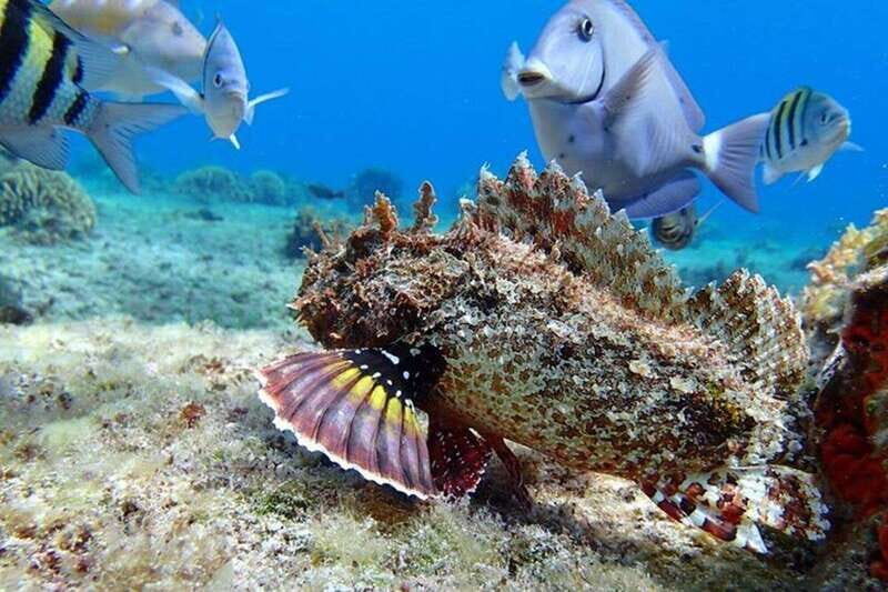 Tulum: Cozumel Cielo Snorkel Adventure from Cancun - What’s on the Itinerary?