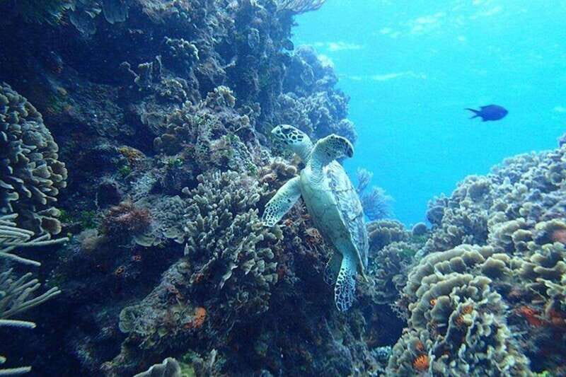 Tulum: Cozumel Cielo Snorkel Adventure from Cancun - Authenticity and Value
