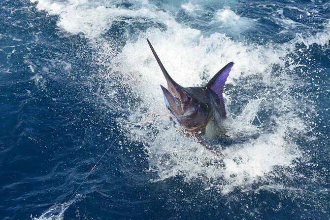 Tulum Deep Sea Fishing Tour - Who Is This Tour Best For?