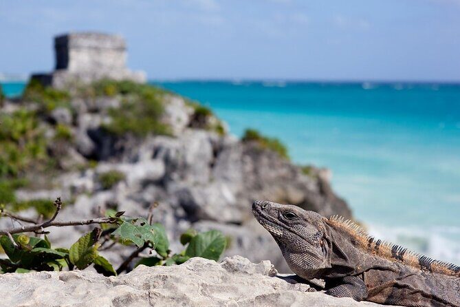 Tulum Guided Tour and Cenote Swim from Playa del Carmen - Final Words