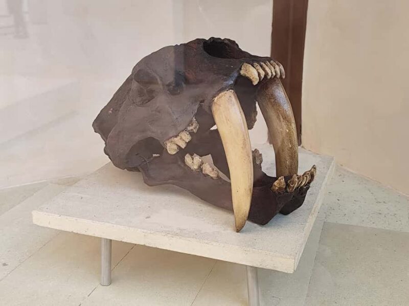 Tulum Jaguar Park Day Pass: snorkeling, lunch at the beach, and exploring the area - Authentic Experiences and Real-World Insights