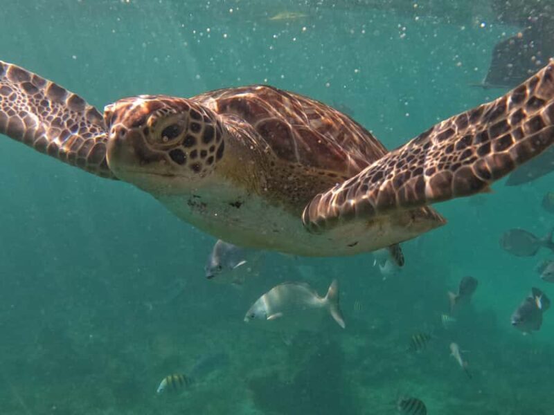 Tulum: Mayan Ruins, Snorkeling, and Jaguar Park Tour - Key Points