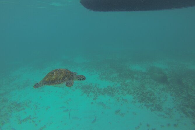 Tulum Private Boat Tour & Turtle Snorkeling Experience - Exploring the Tulum Private Boat Tour & Turtle Snorkeling Experience