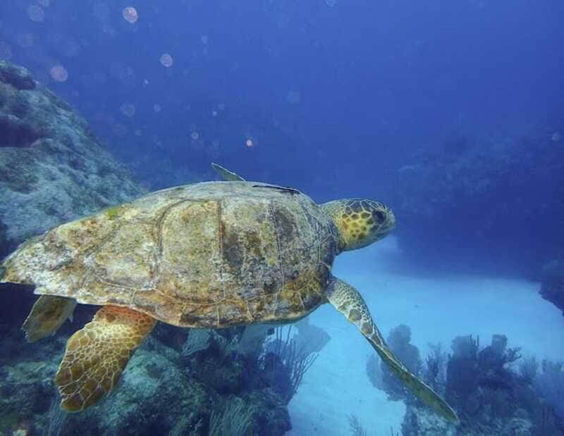 Tulum: Reef Snorkel Tour - FAQ