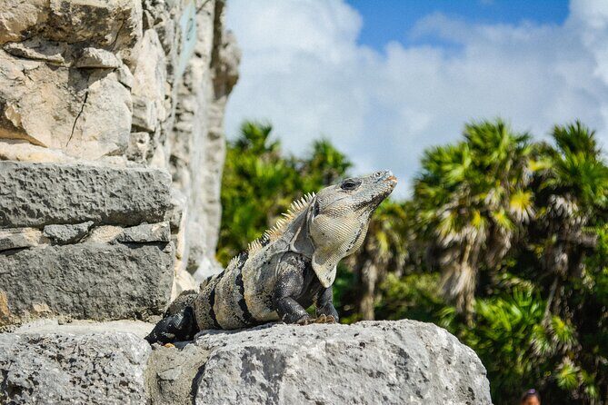 Tulum Ruins and Jaguar Park, Private Round Trip and Tickets - FAQ