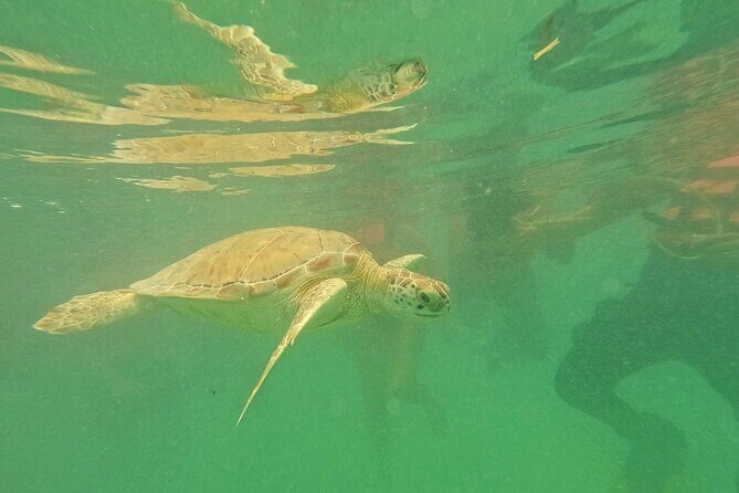 Tulum Ruins and Turtle Search at Akumal Plus Underground Cenote - The Sum Up