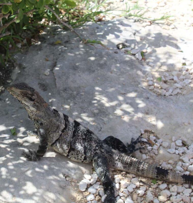 Tulum ruins, snorkel at the reef, and cenote - Authenticity and Value