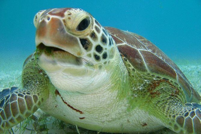 Tulum ruins, Swim with turtles and Cenote From Cancun - Final Thoughts
