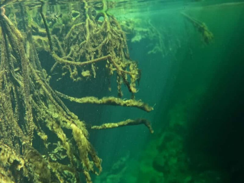 Tulum: Snorkel at the Cenotes and Underground Rivers - Key Points