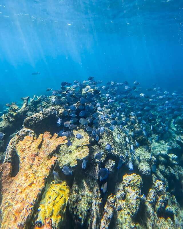 Tulum: Snorkeling at Paradise Reef - An Honest Look at the Snorkeling Experience