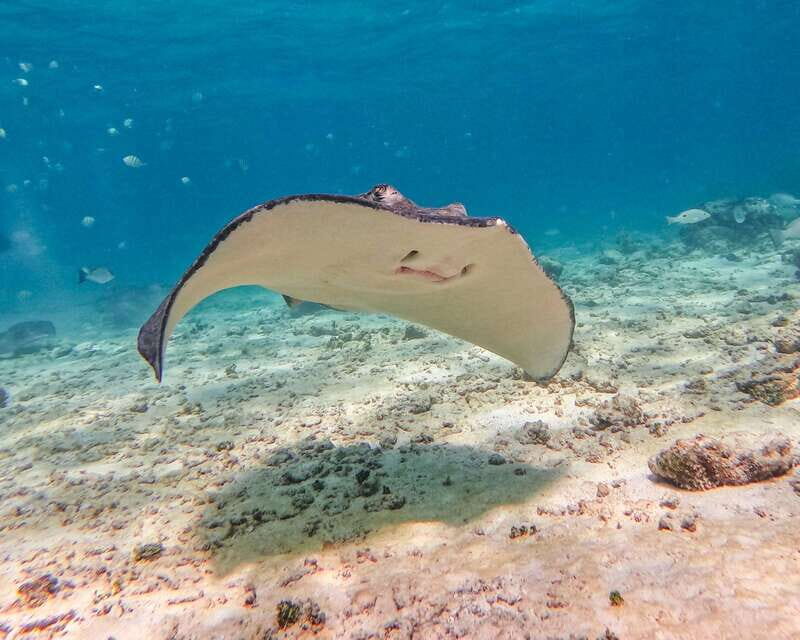 Tulum: Snorkeling at Paradise Reef - Practical Tips for a Smooth Experience