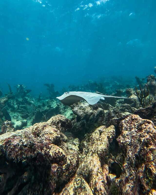 Tulum: Snorkeling at Paradise Reef - Who Will Love This Tour?