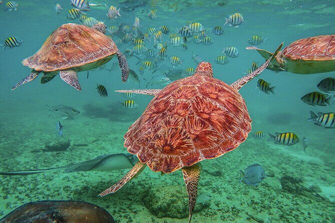 Tulum, Snorkeling with Sea Turtles, Cenote and Beachside Lunch - Step-By-Step: The Itinerary