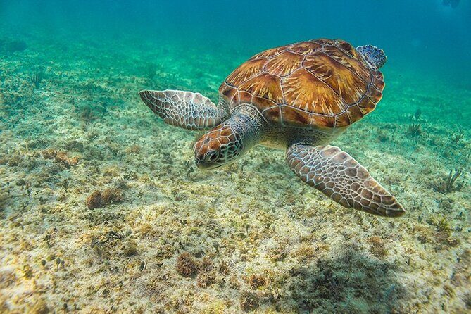 Tulum, Snorkeling with Sea Turtles, Cenote and Beachside Lunch - Final Thoughts: Is It Worth It?