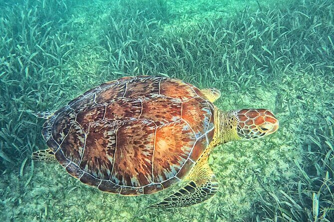 Tulum & Tortugas All Inclusive - Who Should Consider This Tour?