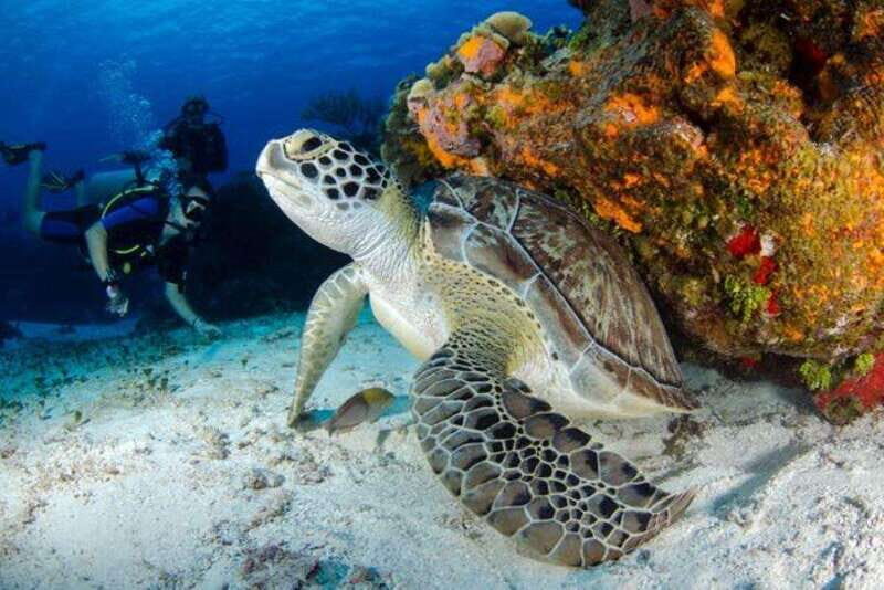 Tulum: Try Scuba Diving Adventure | Cenote + Reef in Tulum - Key Points