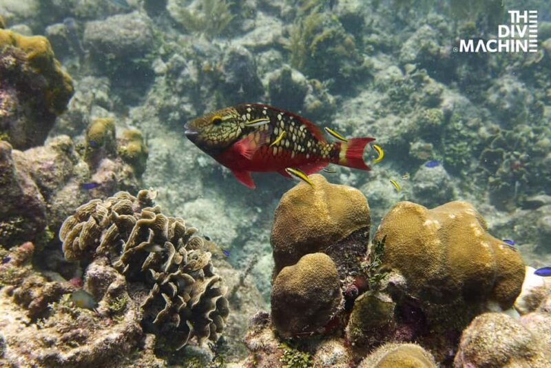 Tulum: Try Scuba Diving Adventure | Cenote + Reef in Tulum - FAQ