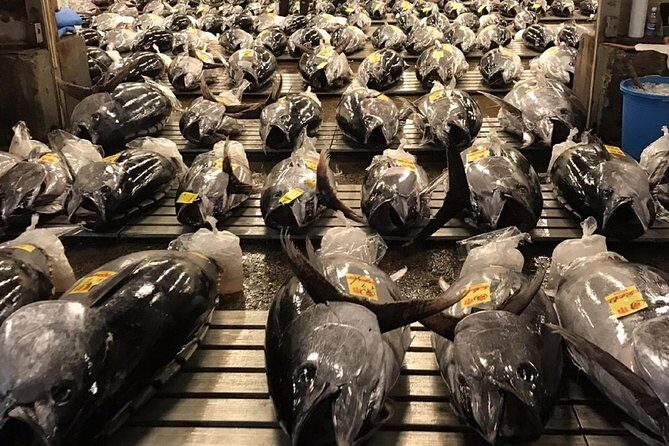 Tuna Auction and Market Tour at 'Activity Maison Kissako' - In The Sum Up