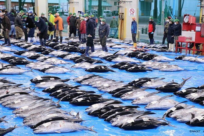 Tuna Auction Market Guided Private Tour in Nachi-Katsuura - Key Points