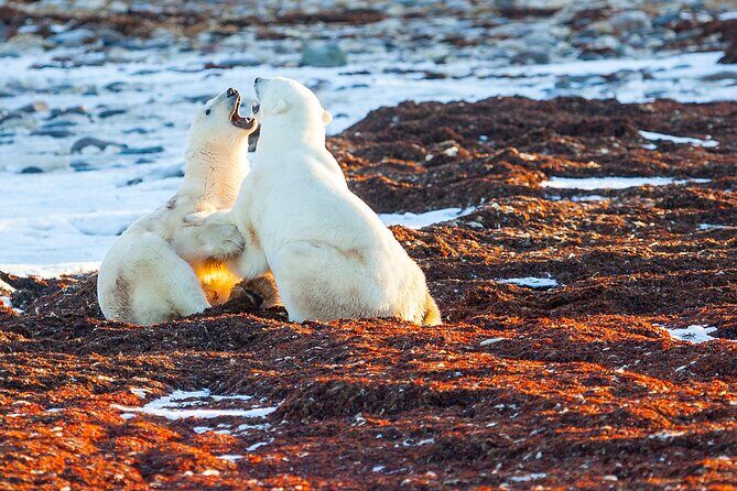 Tundra Buggy Autumn Day Tours - What’s Included?