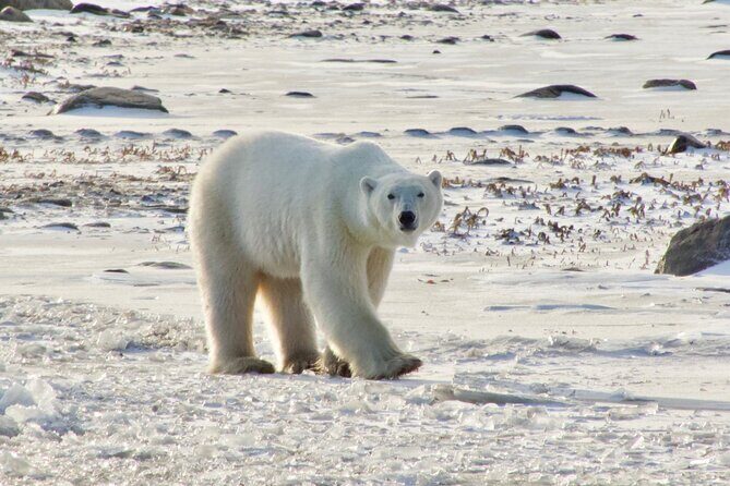 Tundra Buggy Autumn Day Tours - What Do Travelers Say?